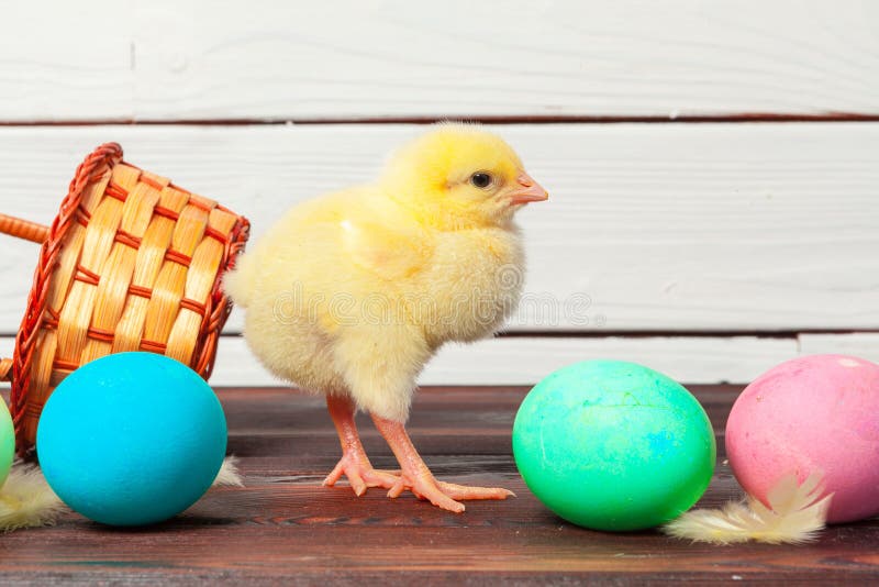 Small Chick with Easter Eggs. Creative Photo. Stock Image - Image of ...