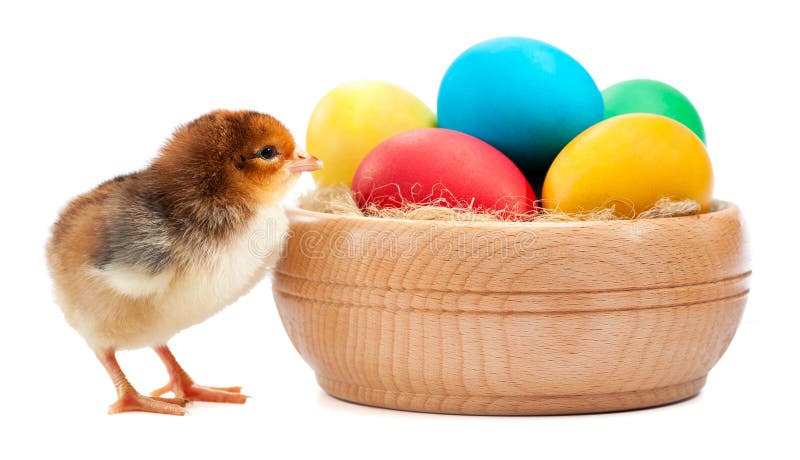 Small Chick with Easter Eggs. Isolated Stock Image - Image of easter ...