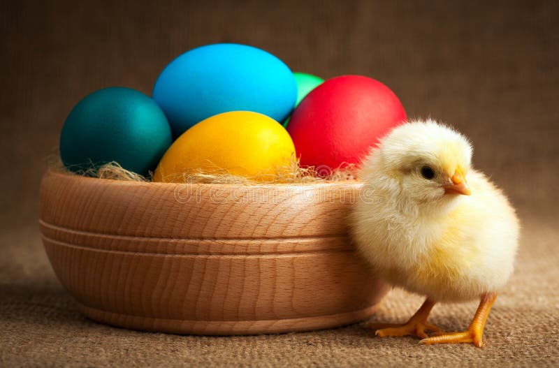 Small Chick with Easter Eggs. Isolated Stock Image - Image of bird ...