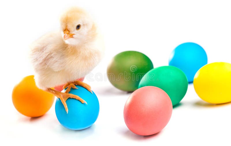 Small Chick with Easter Eggs. Isolated Stock Image - Image of holiday ...