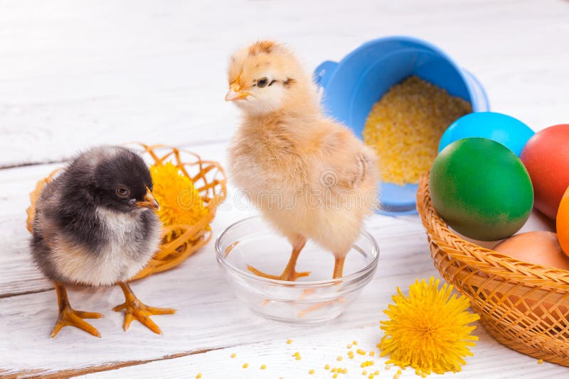 Small Chick with Easter Eggs Stock Photo - Image of agriculture, fluffy ...