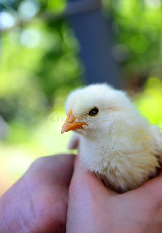 A small chick stock image. Image of food, feather, flock - 54622675