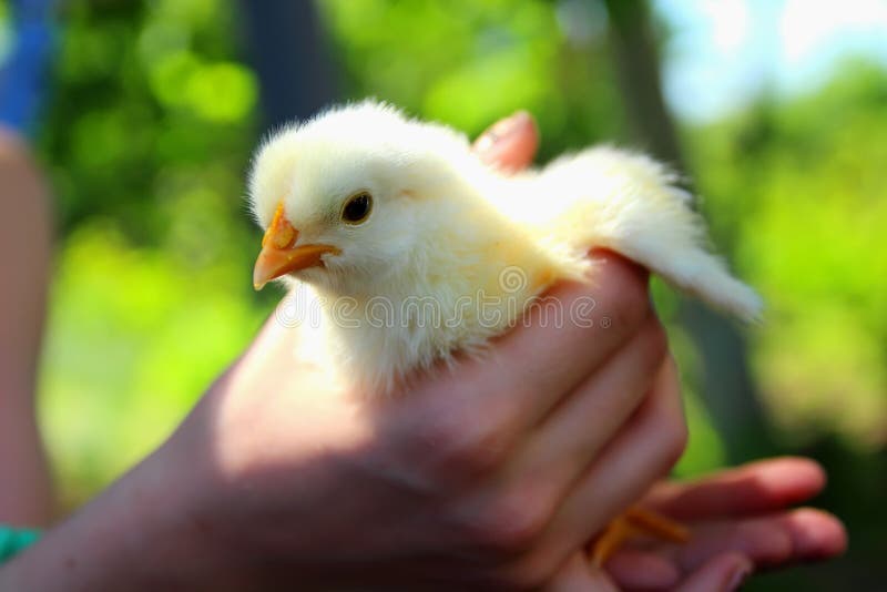 A small chick stock image. Image of working, occupation - 54622665