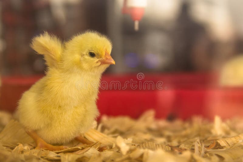 Small Chick is Stretching Its Wings Stock Image - Image of chicken ...
