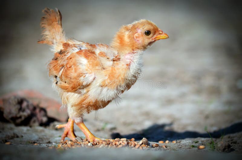 Small chick stock image. Image of fluffy, chicken, young - 43244415