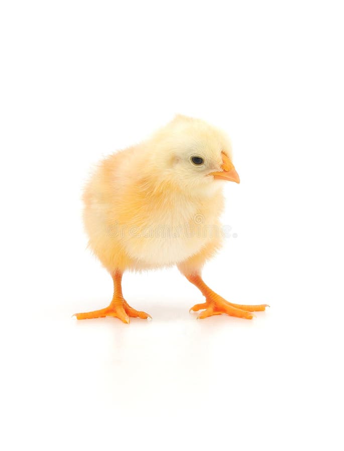 Small chicken on hand stock photo. Image of beauty, bird - 15934198