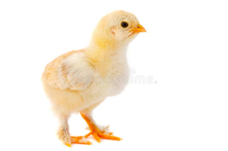 Small chicken stock image. Image of chick, baby, born - 4313249