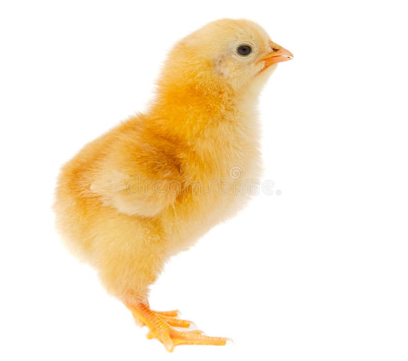 Small chicken stock image. Image of chick, baby, born - 4313249