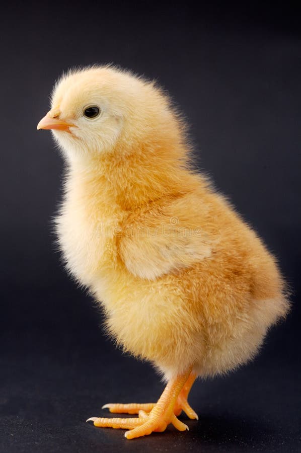 Chicken little stock photo. Image of small, cute, young - 393324