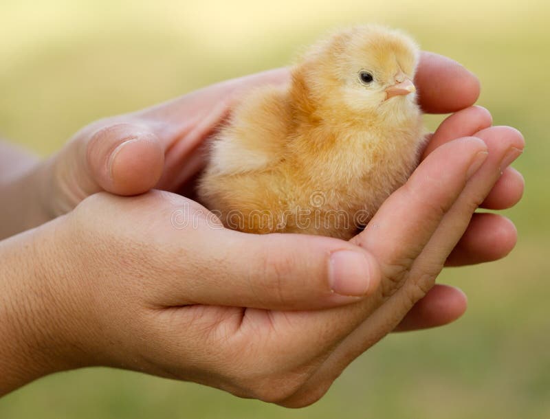 Small chicken stock image. Image of chick, baby, born - 4313249