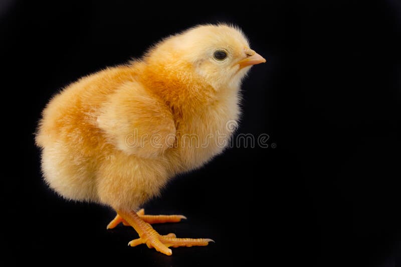 Chicken stock photo. Image of sweet, small, live, bird - 945166