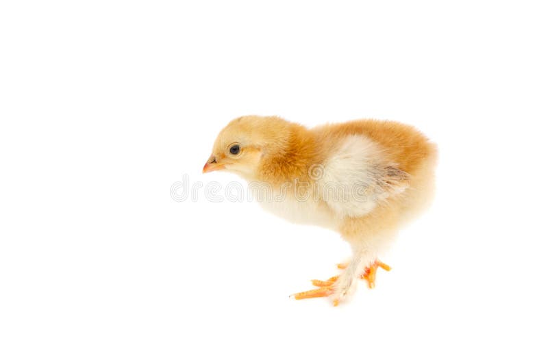 Small chicken stock image. Image of chick, baby, born - 4313249