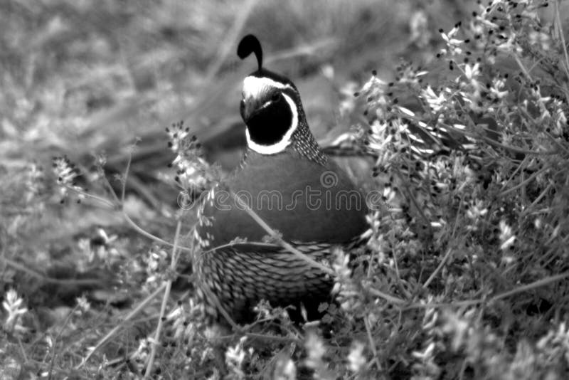 Small Chicken Bird in Flower Bed Stock Image - Image of flower, bird ...