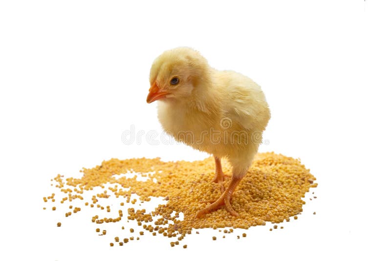 Small Chicken Broilers Eats Grain Isolated on White. Stock Photo ...