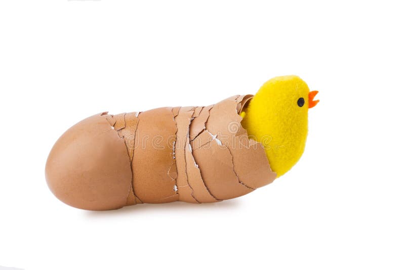 102 Bird Coming Out Shell Stock Photos - Free & Royalty-Free Stock ...