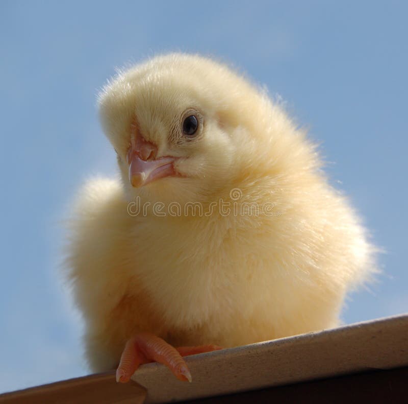 Small chicken stock image. Image of wallpaper, chickens - 36552763