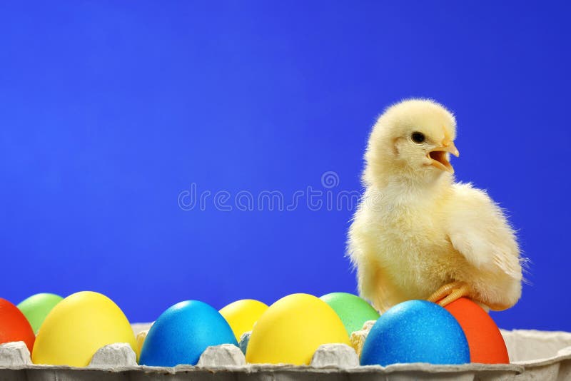 Easter Chicken on Guard stock photo. Image of legs, chicken - 4452256