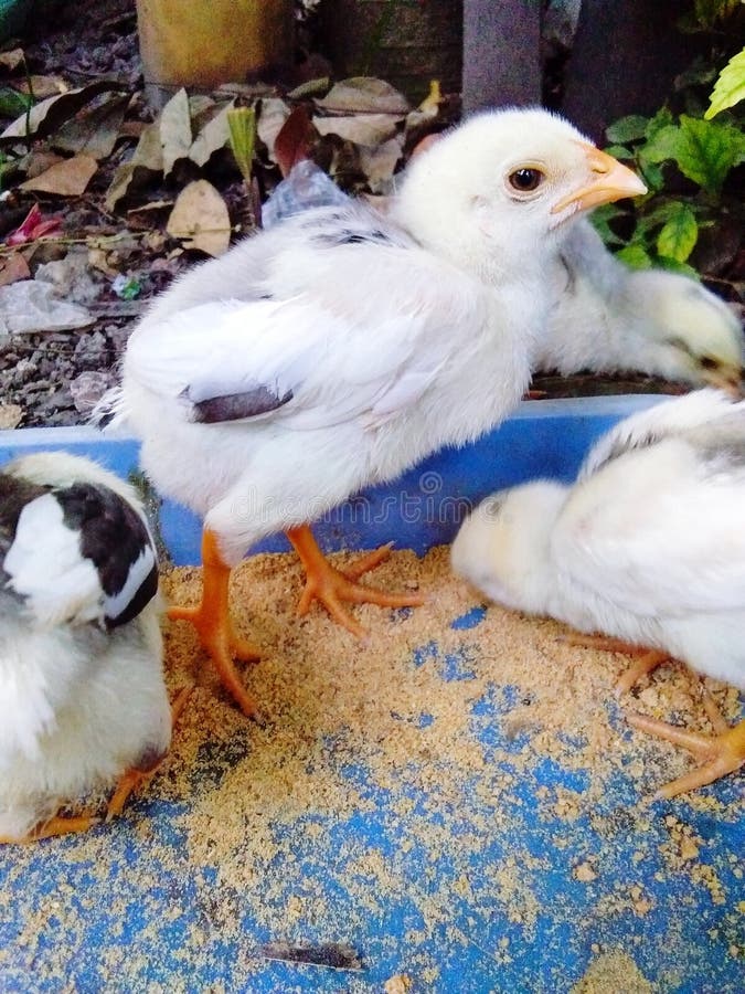 Small Chicken Eat Grain on Tray Stock Image - Image of chicken, tray ...