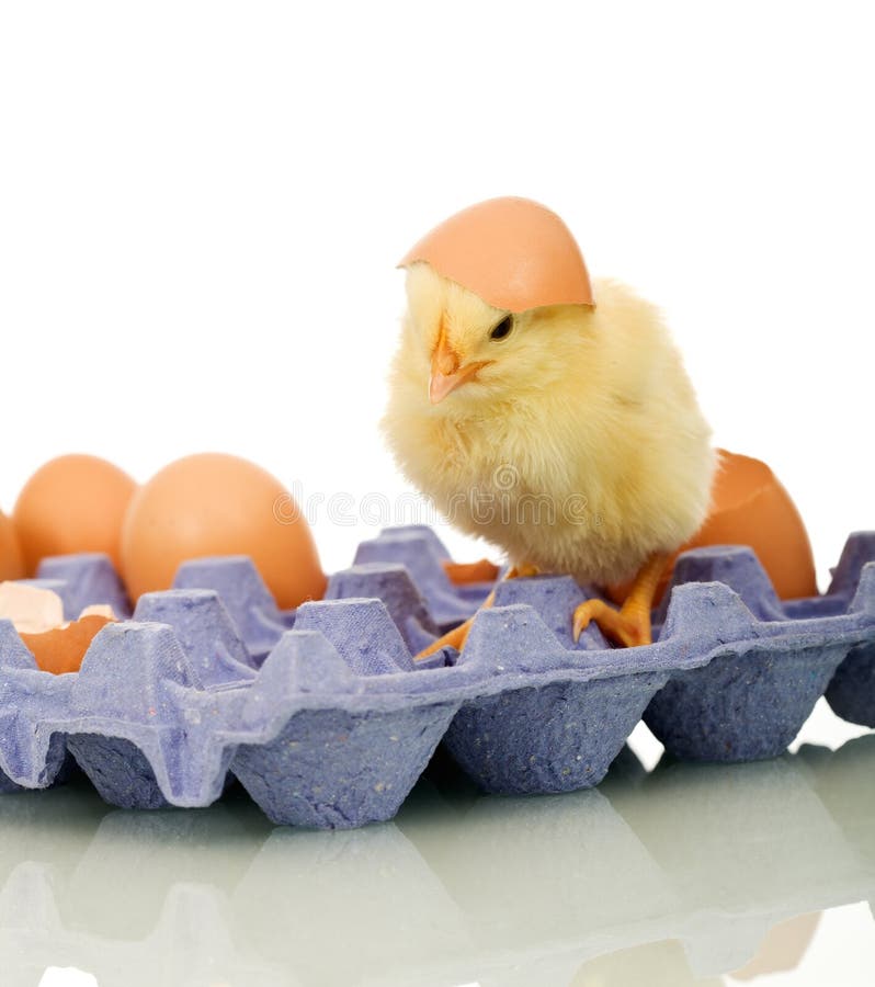 Small chicken with eggs stock photo. Image of easter - 28828142