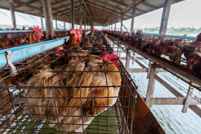 Small Chicken Farm Located on the River. Stock Image - Image of located ...