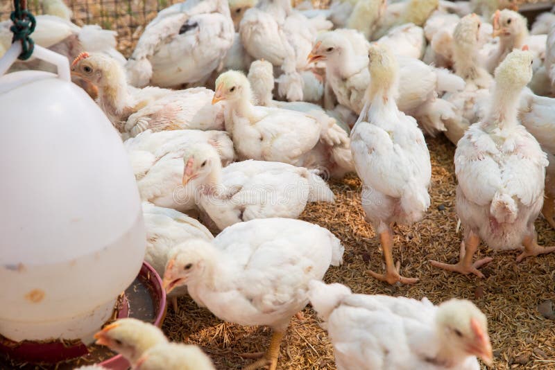 Chicken in the Farm, Thai Small Farm Stock Image - Image of nest ...