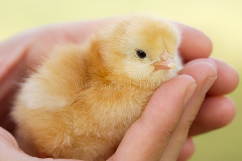 Small chicken on hand stock photo. Image of small, domestic - 4409138