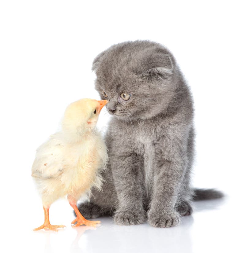 245 Kitten Baby Chick Stock Photos - Free & Royalty-Free Stock Photos ...