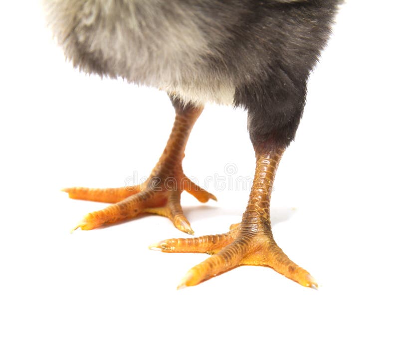 The hut on chicken legs stock image. Image of hunting - 147021619