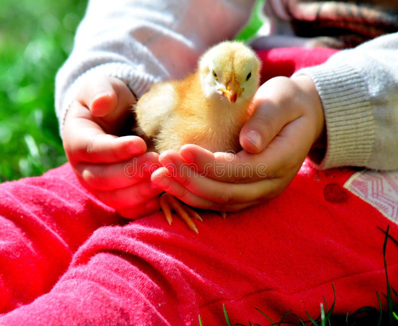 Small chicken stock photo. Image of animal, hatched, grass - 69771258
