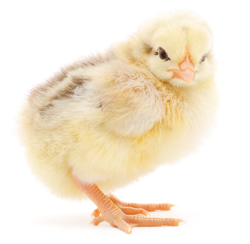Small chicken on hand stock photo. Image of beauty, bird - 15934198