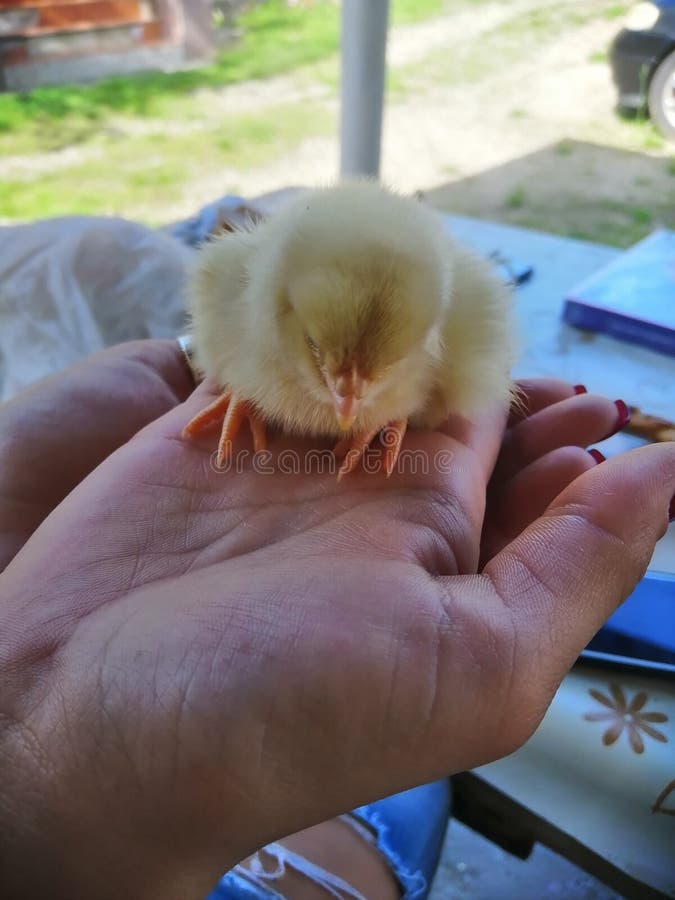Small chicken pic stock photo. Image of chicken, small - 174611542