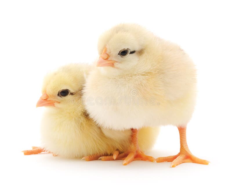 Young chicken eating stock image. Image of shell, young - 27757867