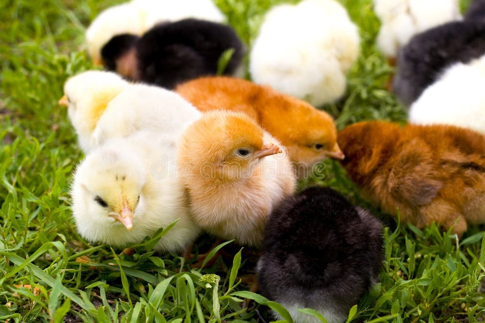 Small chickens stock photo. Image of look, happy, soft - 24863812
