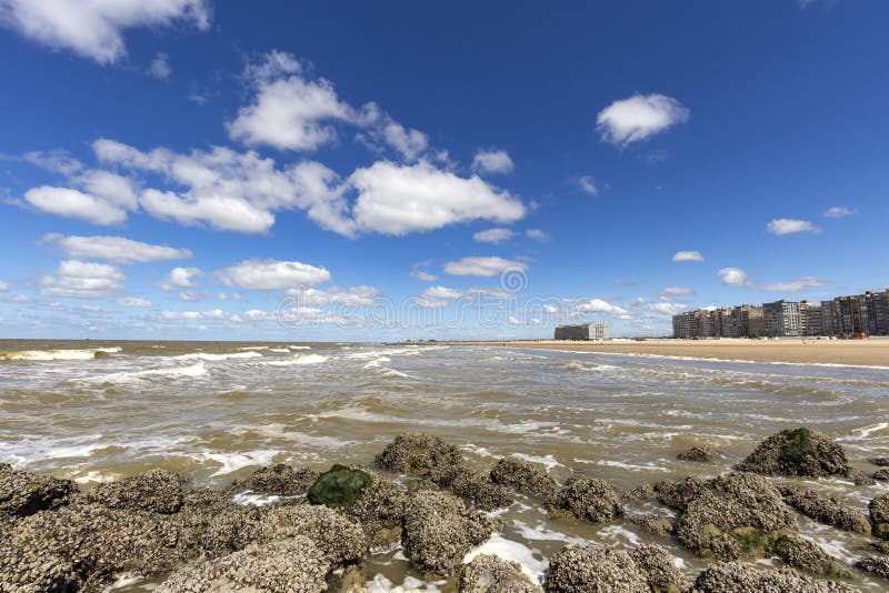 Small Chickens in a Hatchery Stock Image - Image of pasture, group ...
