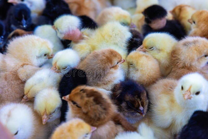Small chickens in a box stock image. Image of ducks - 330368531