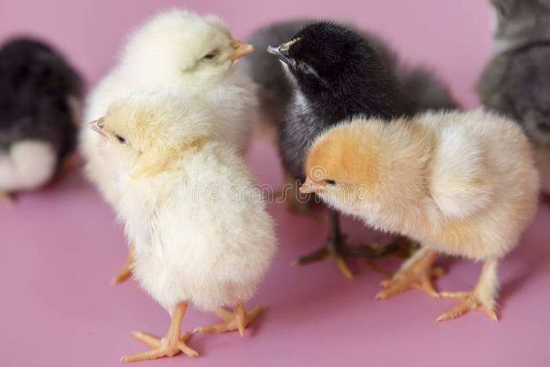 449 Different Chickens Photos - Free & Royalty-Free Stock Photos from ...