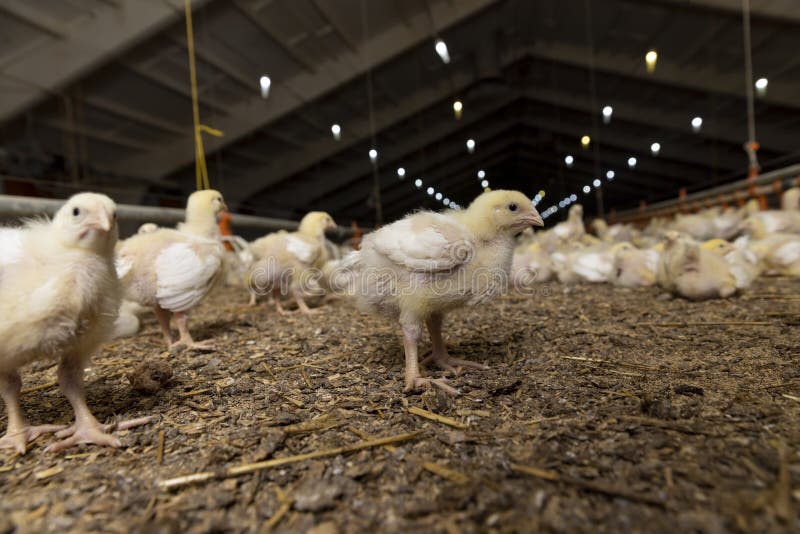 Small Chickens in Down and Feathers during Cultivation Stock Image ...