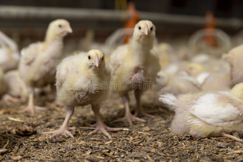 Small Chickens in Down and Feathers during Cultivation Stock Photo ...