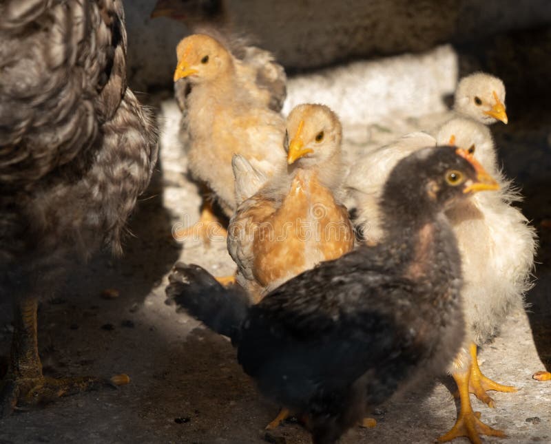 Small Chickens in the Yard To the Country Behind the Net Stock Image ...