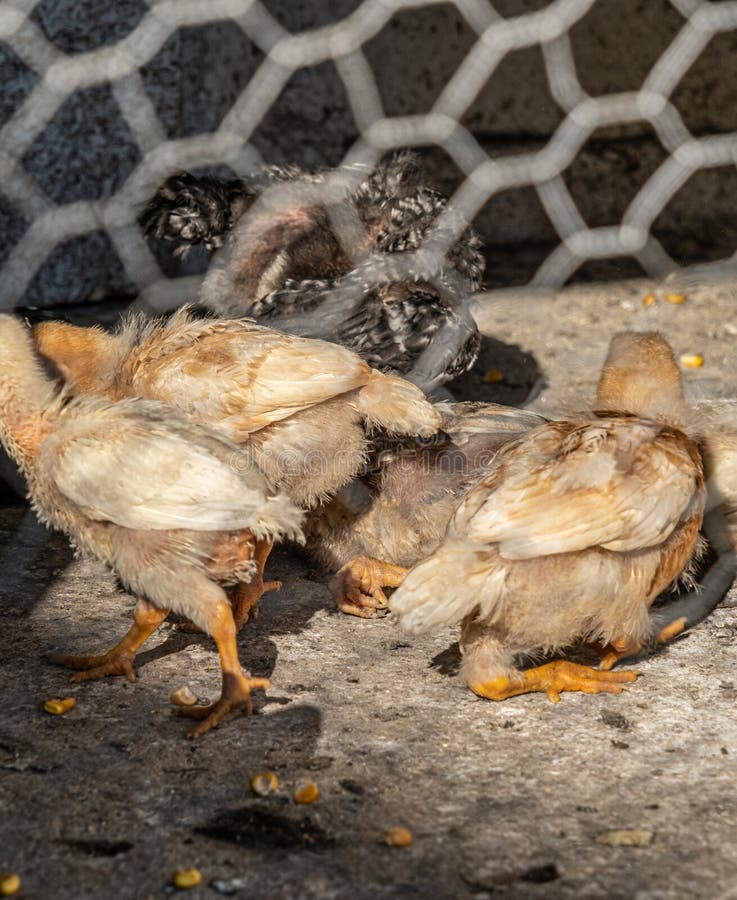 Small Chickens in the Yard To the Country Behind the Net Stock Photo ...