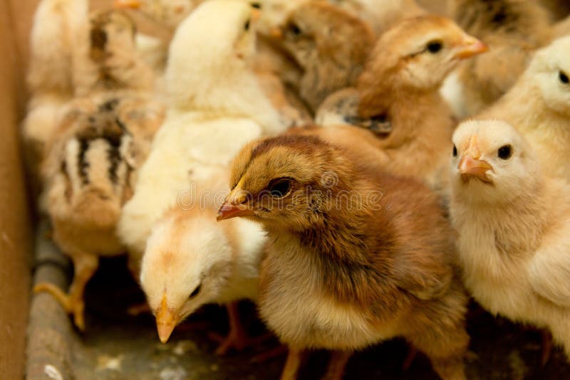 Small chicks stock photo. Image of group, livestock, born - 64427590