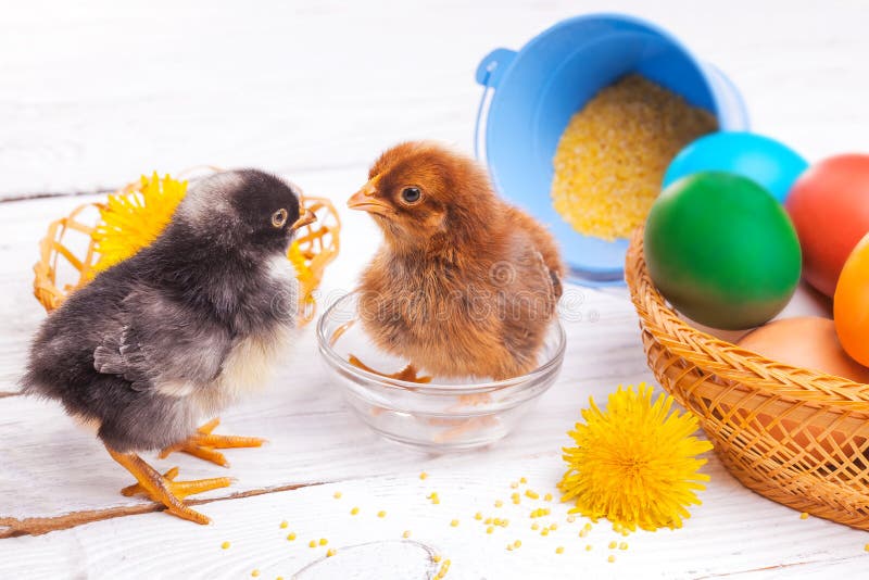 Small Chicks with Easter Eggs Stock Photo - Image of husbandry, color ...