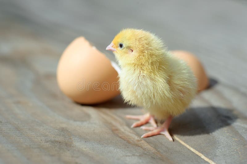 Baby Chicks Just Hatch from Egg Stock Photo - Image of animal, chick ...