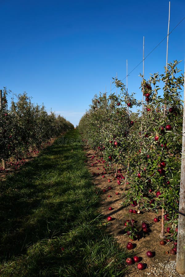 Apple Orchard in Early Fall Stock Image - Image of closeup, farming ...