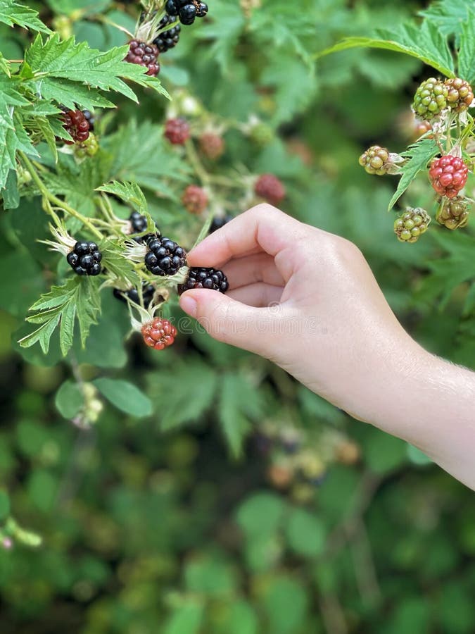 A Small Childs Hand Picking Wild Blackberries in the Forest Stock Photo ...