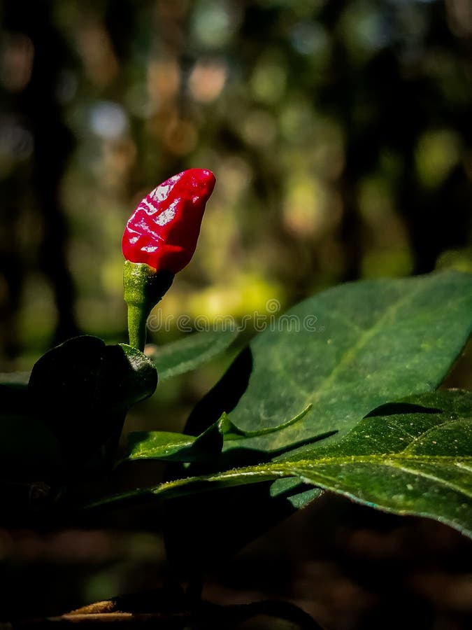 Small Chilli in the park stock photo. Image of autumn - 352797620