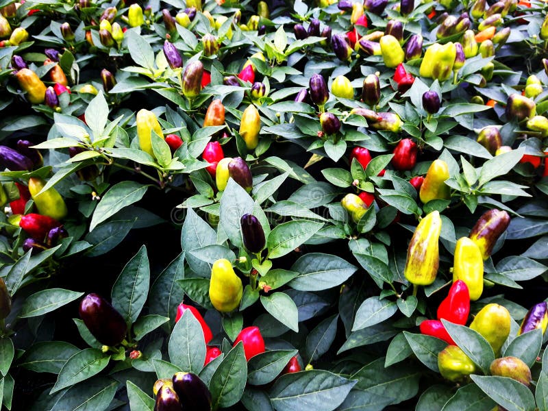 Small chilli pepper plants stock image. Image of food - 141878631