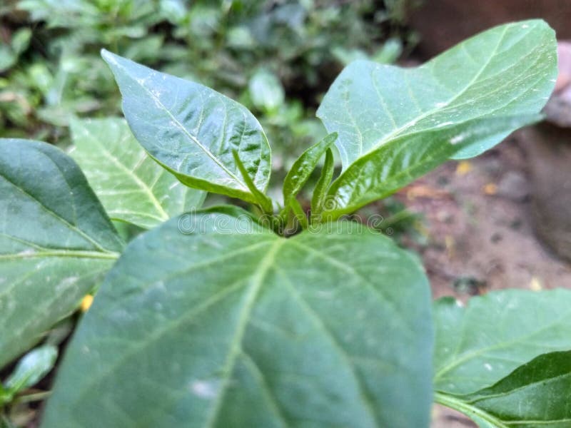 Small Chilli Plant Side-top View Stock Photo - Image of beautiful, view ...