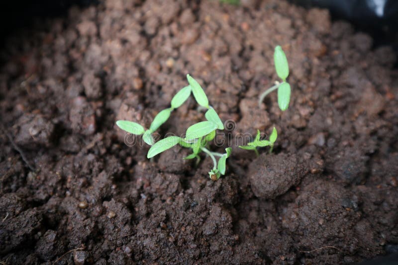 Small Chilli Tree Shoots Grew on the Ground Stock Image - Image of ...