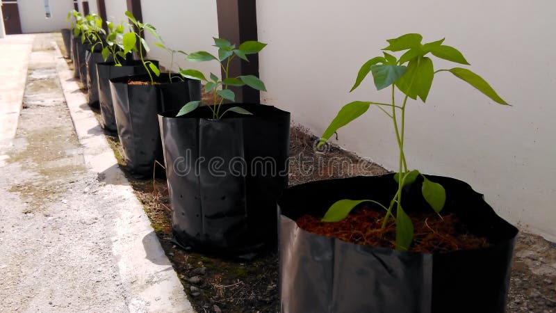 Small chilli tree stock photo. Image of garden, fruits - 124123450